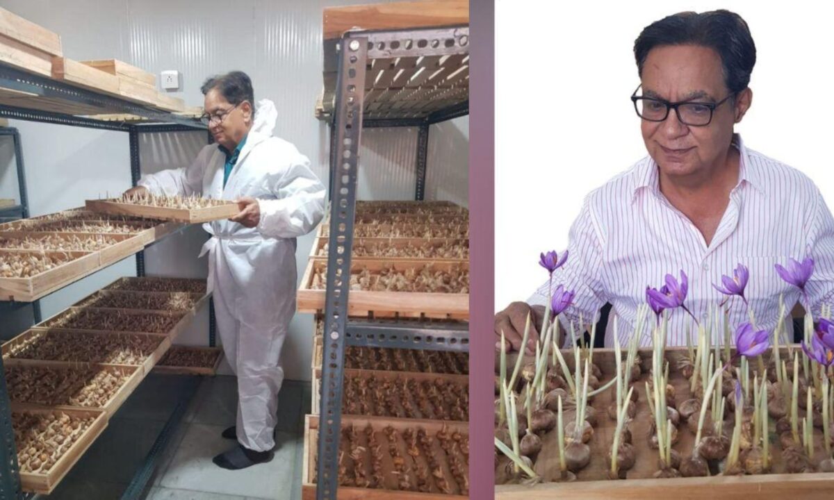 Retired Engineer Cracks Code to Grow World's Most Expensive Crop at ...